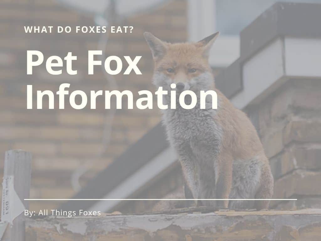 What Do Foxes Eat? | Pet Fox Diet - All Things Foxes