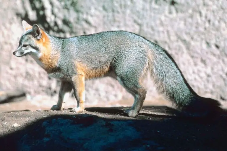 Gray Fox | Habitats and Behavior - All Things Foxes