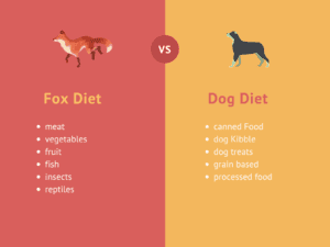 What a Fox Eats | The Complete Guide - All Things Foxes