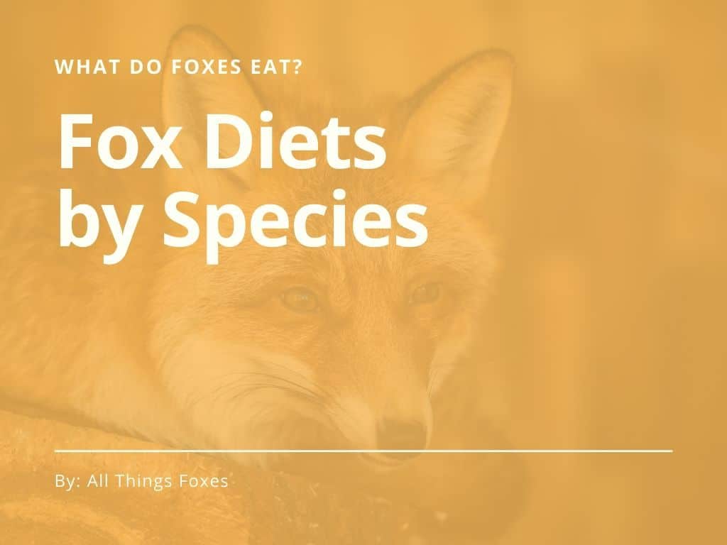 What Do Foxes Eat? | Pet Fox Diet - All Things Foxes