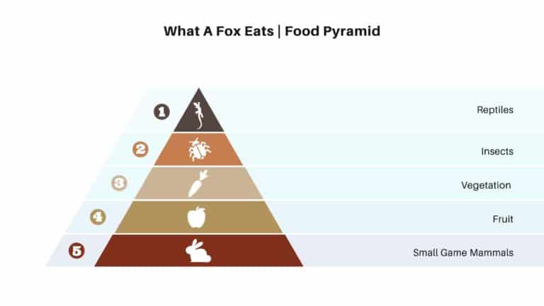 What a Fox Eats | The Complete Guide - All Things Foxes