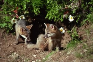 Gray Fox | Habitats and Behavior - All Things Foxes