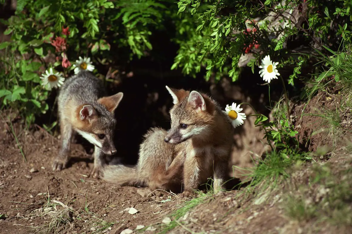 Gray Fox | Habitats and Behavior - All Things Foxes