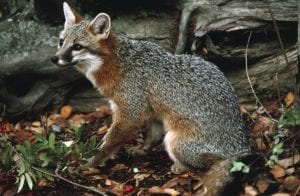 Gray Fox | Habitats and Behavior - All Things Foxes
