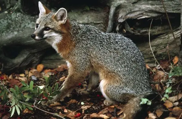 Gray Fox | Habitats and Behavior - All Things Foxes