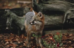 Gray Fox | Habitats and Behavior - All Things Foxes