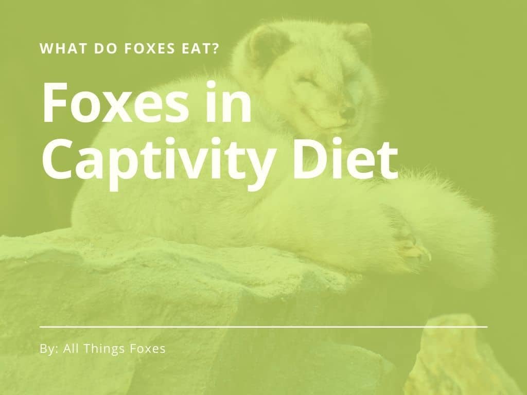 What Do Foxes Eat? | Pet Fox Diet - All Things Foxes