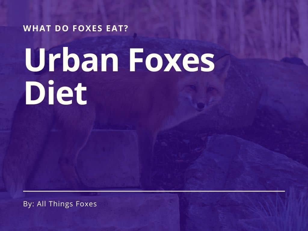 What Do Foxes Eat? | Pet Fox Diet - All Things Foxes