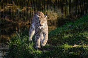11 Fox Predators | A List of What Eats a Fox | All Things Foxes