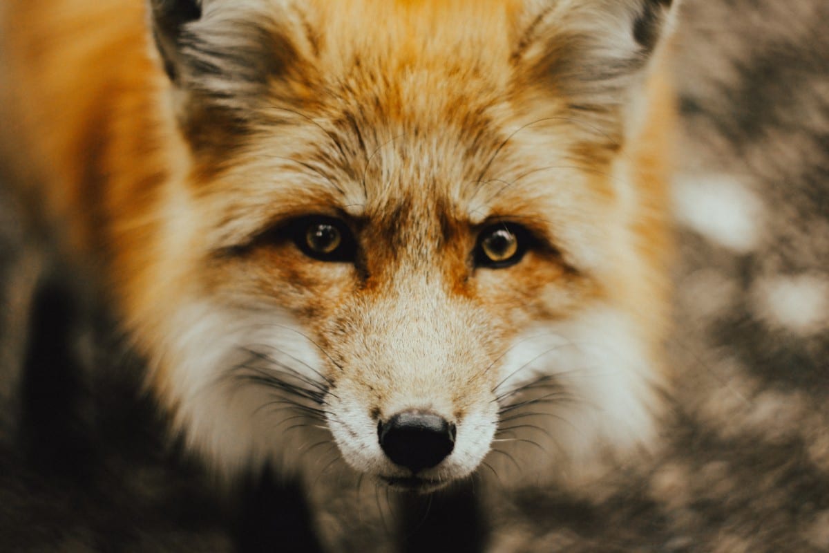 How Long Do Foxes Live Life Span Of A Fox All Things Foxes How Long Do Foxes Live Life Span Of A Fox All Things Foxes