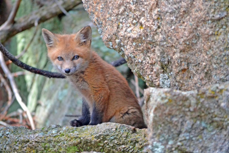 How Long Do Foxes Live? | Life Span of a Fox - All Things Foxes