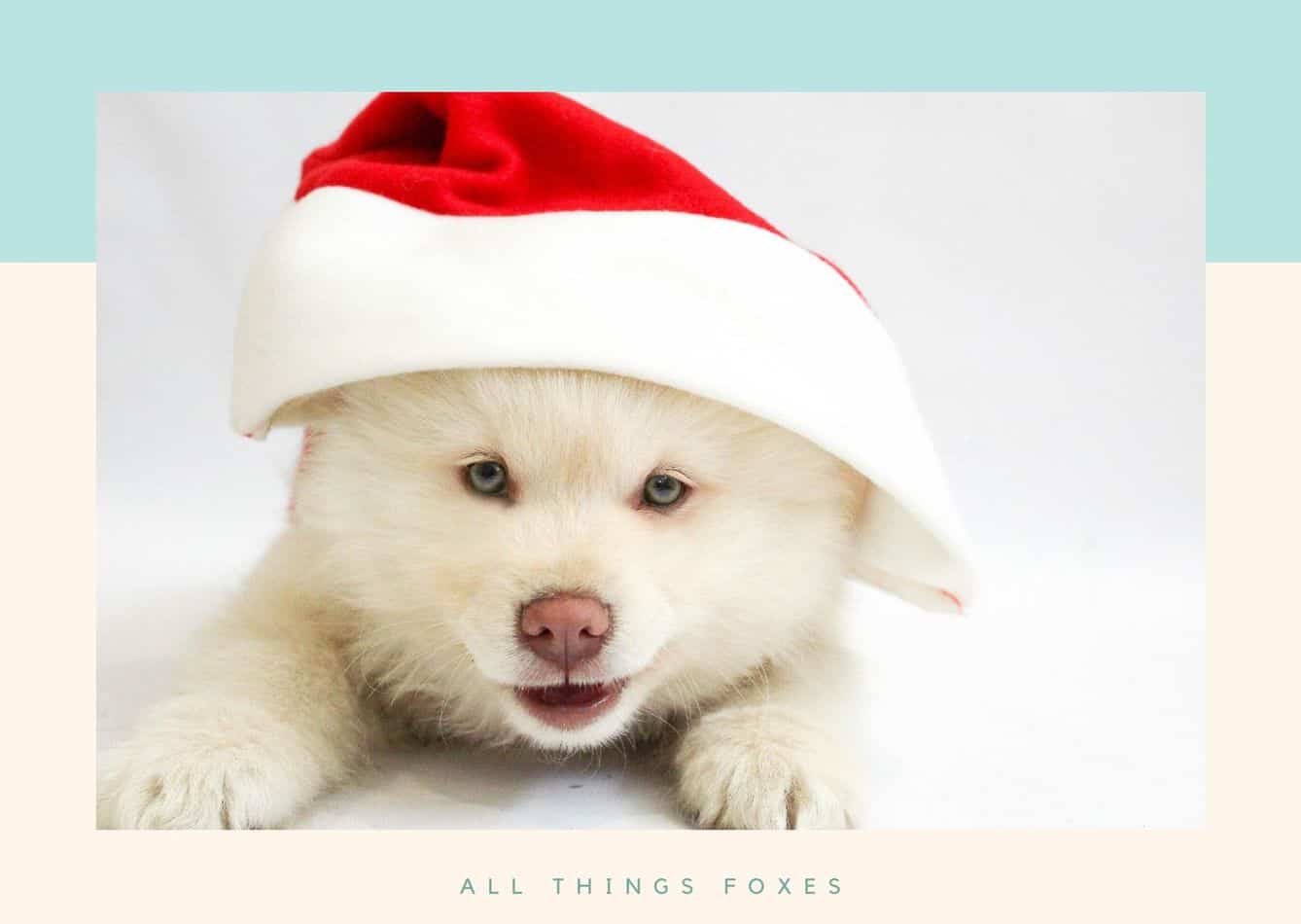 5 Christmas Foxes That Will Warm Your Heart this Holiday! Christmas Fox