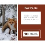 Fox Facts | Interesting Facts about Foxes - All Things Foxes
