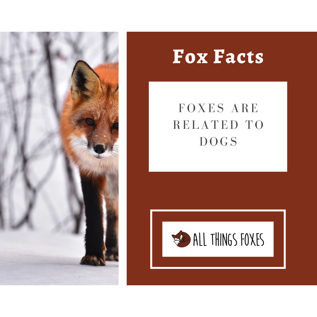 Fox Facts | Interesting Facts about Foxes - All Things Foxes