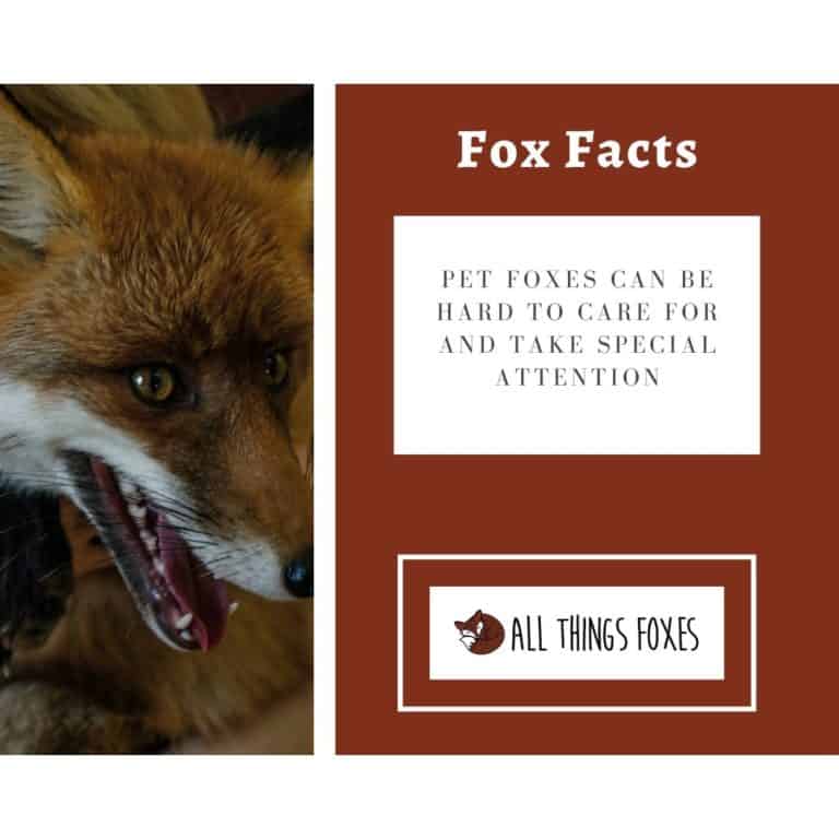 Fox Facts | Interesting Facts about Foxes - All Things Foxes