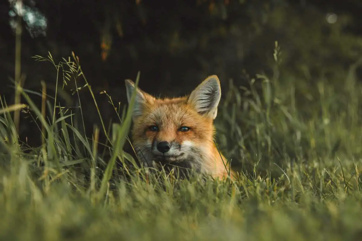 What are Foxes? | What is a Fox? - All Things Foxes - Fox Info and Facts