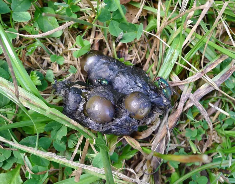 What Does Foxes Poop Look Like | Why Scat is Used to Track Animals