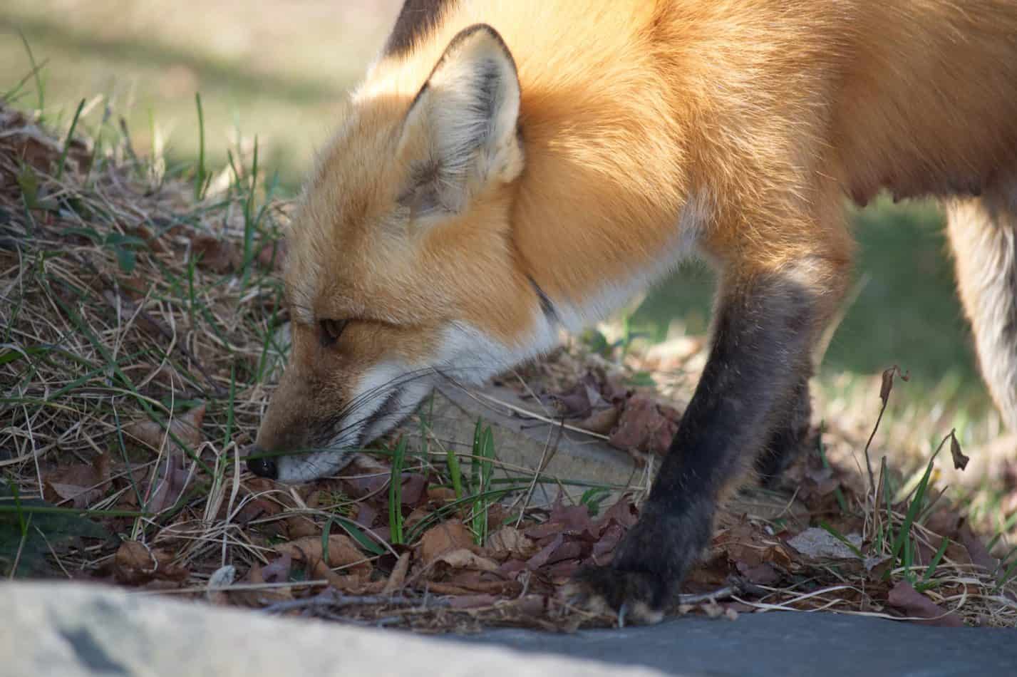What Does Foxes Poop Look Like | Why Scat is Used to Track Animals