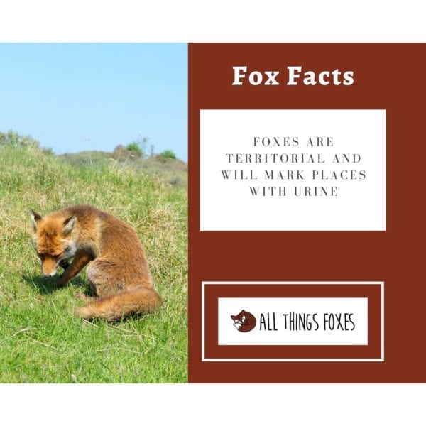 Fox Facts | Interesting Facts about Foxes - All Things Foxes