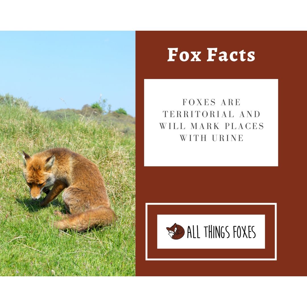 Fox Facts | Interesting Facts about Foxes - All Things Foxes