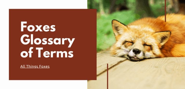 Glossary of Terms - All Things Foxes - Fox Information