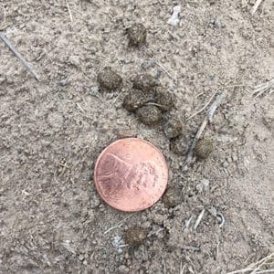 What Does Foxes Poop Look Like | Why Scat is Used to Track Animals