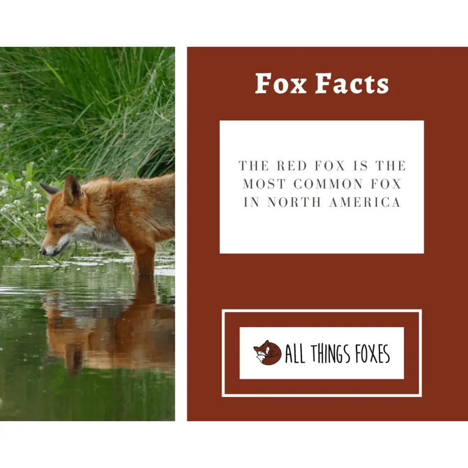 Fox Facts | Interesting Facts about Foxes - All Things Foxes