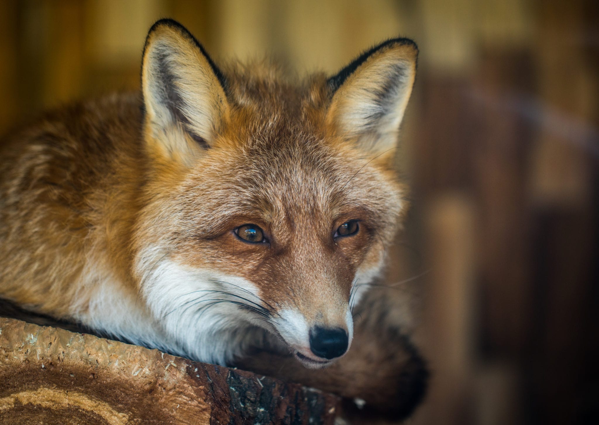 What are Foxes? | What is a Fox? - All Things Foxes - Fox Info and Facts