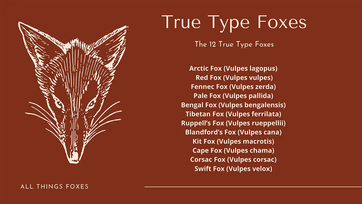 What are Foxes? | What is a Fox? - All Things Foxes - Fox Info and Facts
