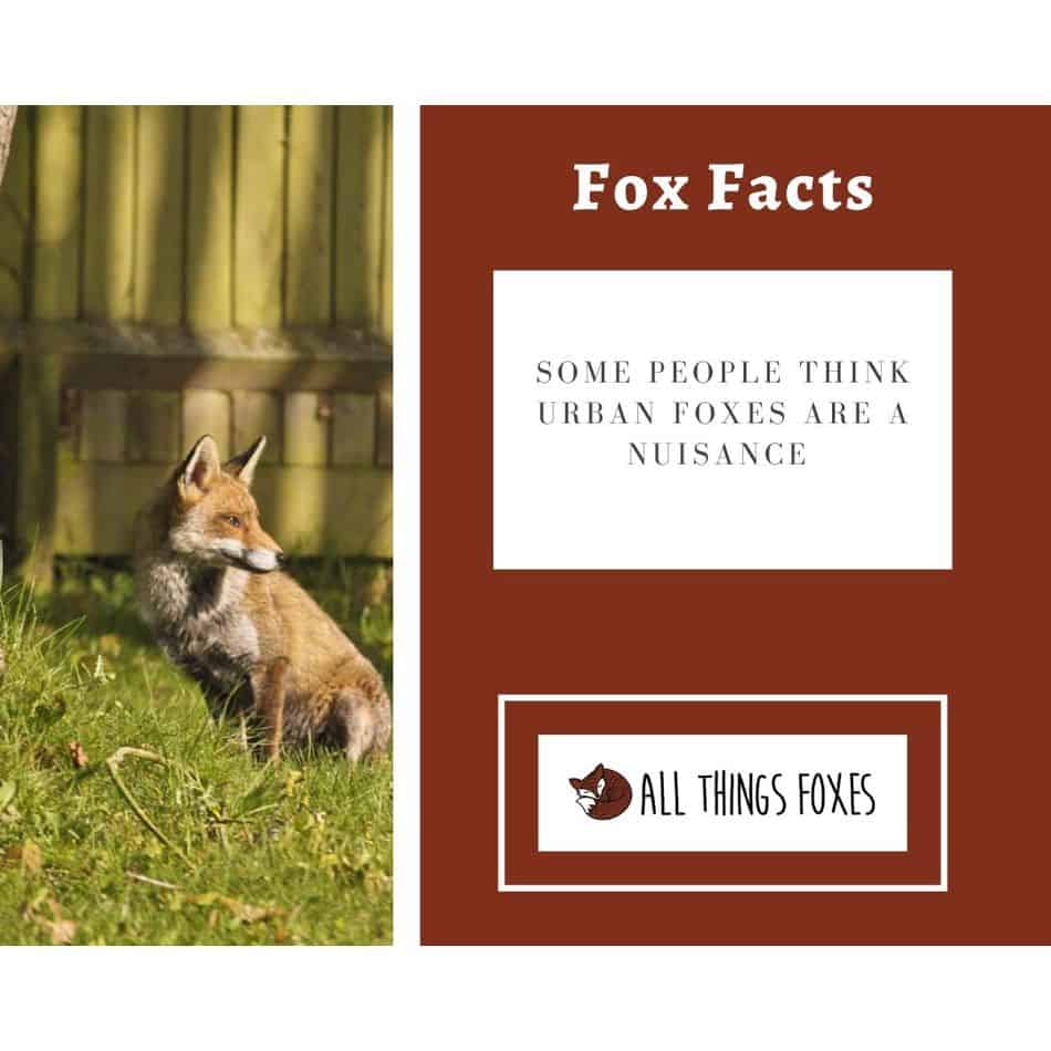 Fox Facts | Interesting Facts about Foxes - All Things Foxes