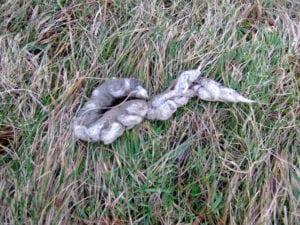 What Does Foxes Poop Look Like | Why Scat is Used to Track Animals