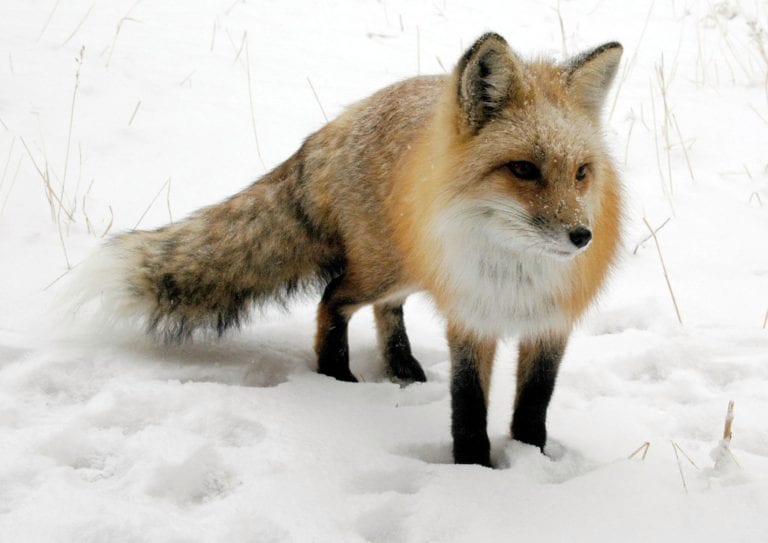 10 Places Foxes Call Home | Where Do Foxes Live? - All Things Foxes