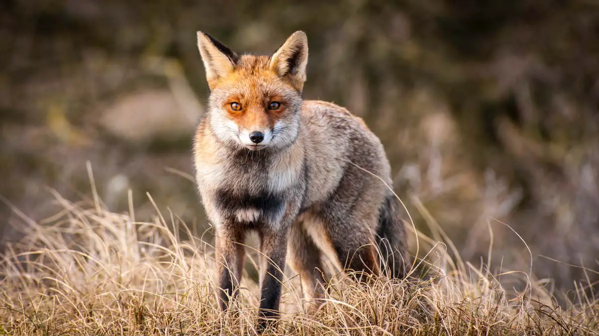 10 Red Foxes That Are Majestic AF - All Things Foxes
