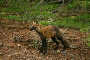 Red Fox Adaptations | How They Survive - How They Survive - All Things ...