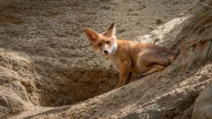 10 Places Foxes Call Home | Where Do Foxes Live? - All Things Foxes