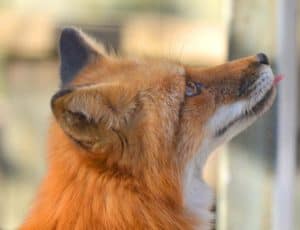 11 Foxes With Their Tongues Out | Cute Pictures of Foxes