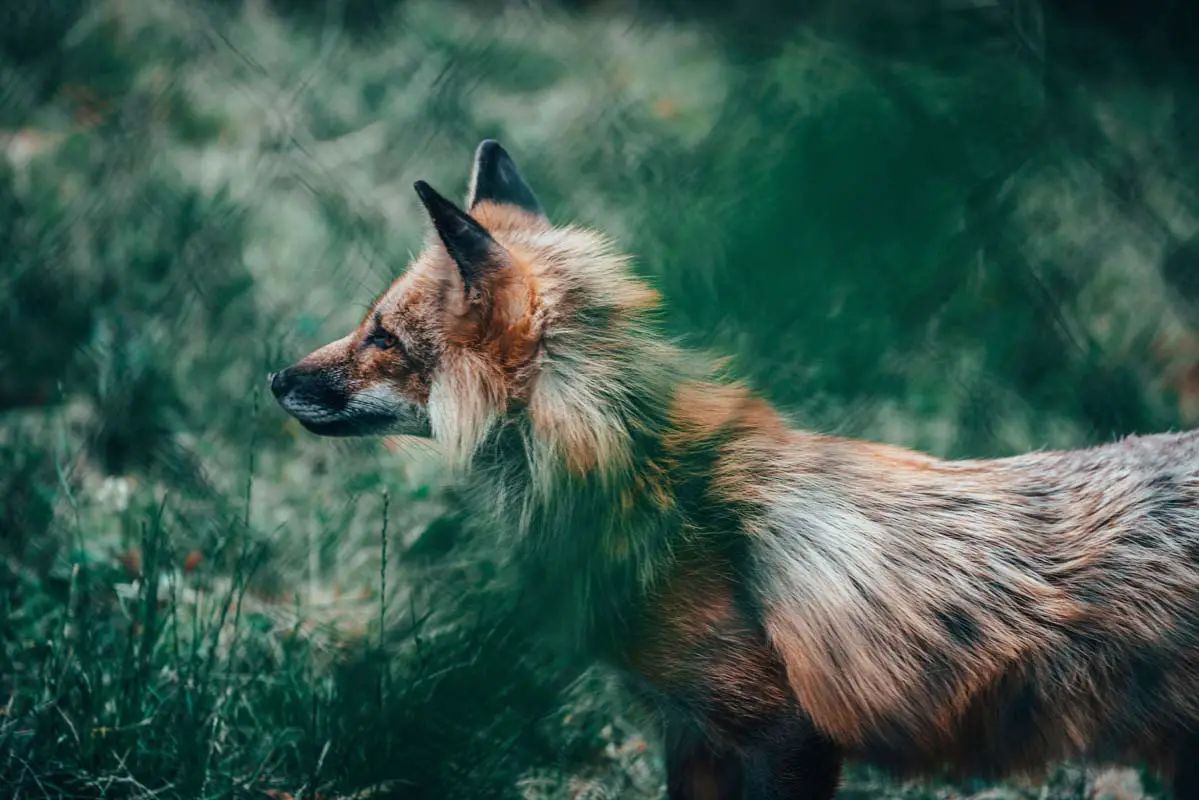 10 Red Foxes That Are Majestic AF - All Things Foxes