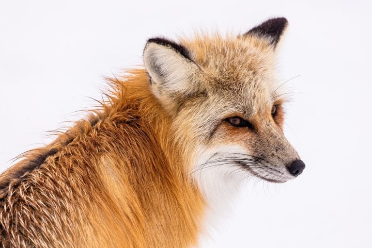 10 Places Foxes Call Home | Where Do Foxes Live? - All Things Foxes