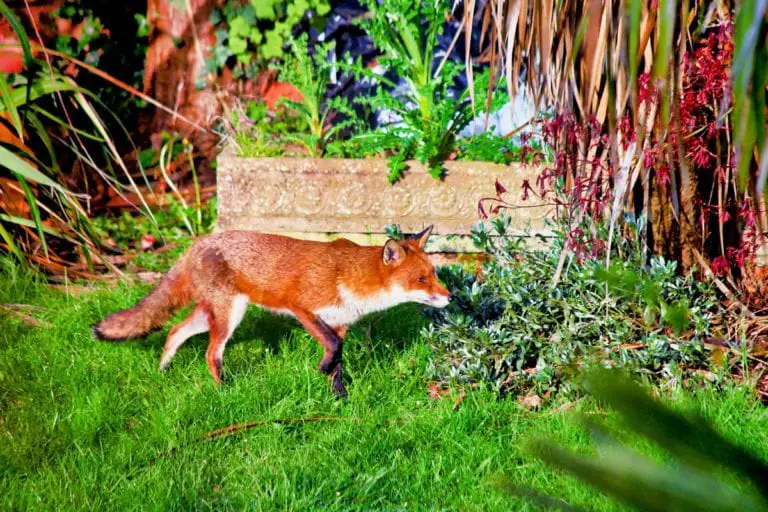 Red Fox Adaptations | How They Survive - How They Survive - All Things ...