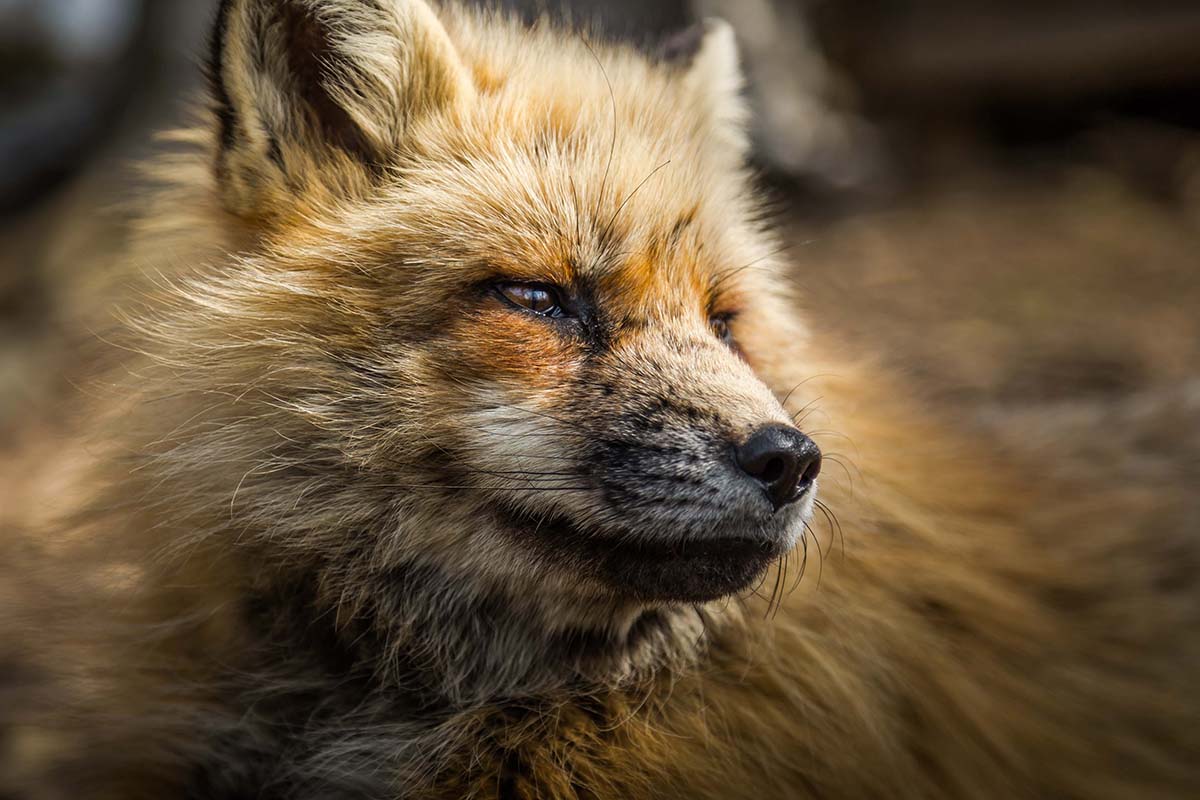 Red Fox Adaptations How They Survive How They Survive All Things