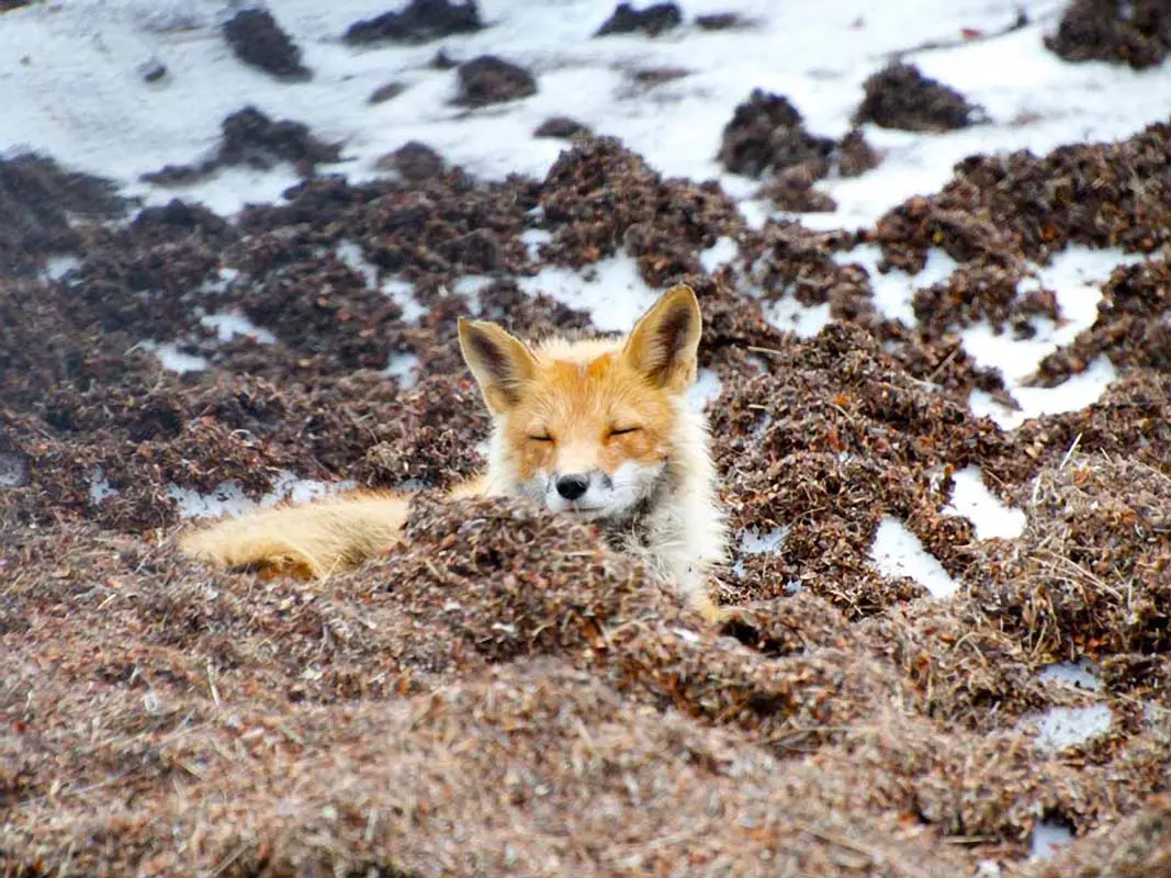 12 Sleeping Foxes That Will Make You Want a Nap