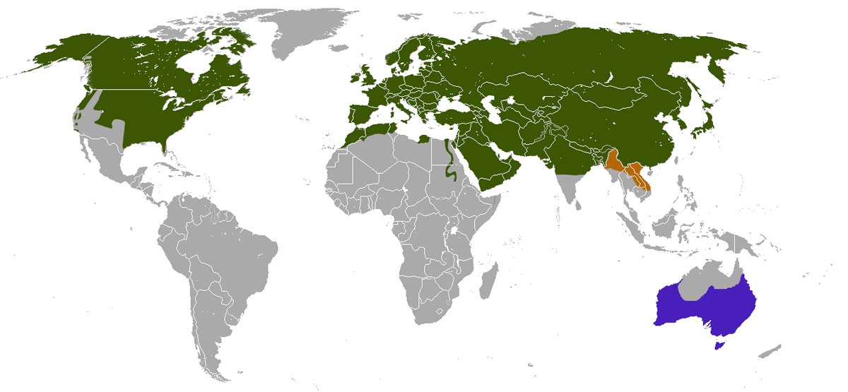 10 Places Foxes Call Home | Where Do Foxes Live? - All Things Foxes