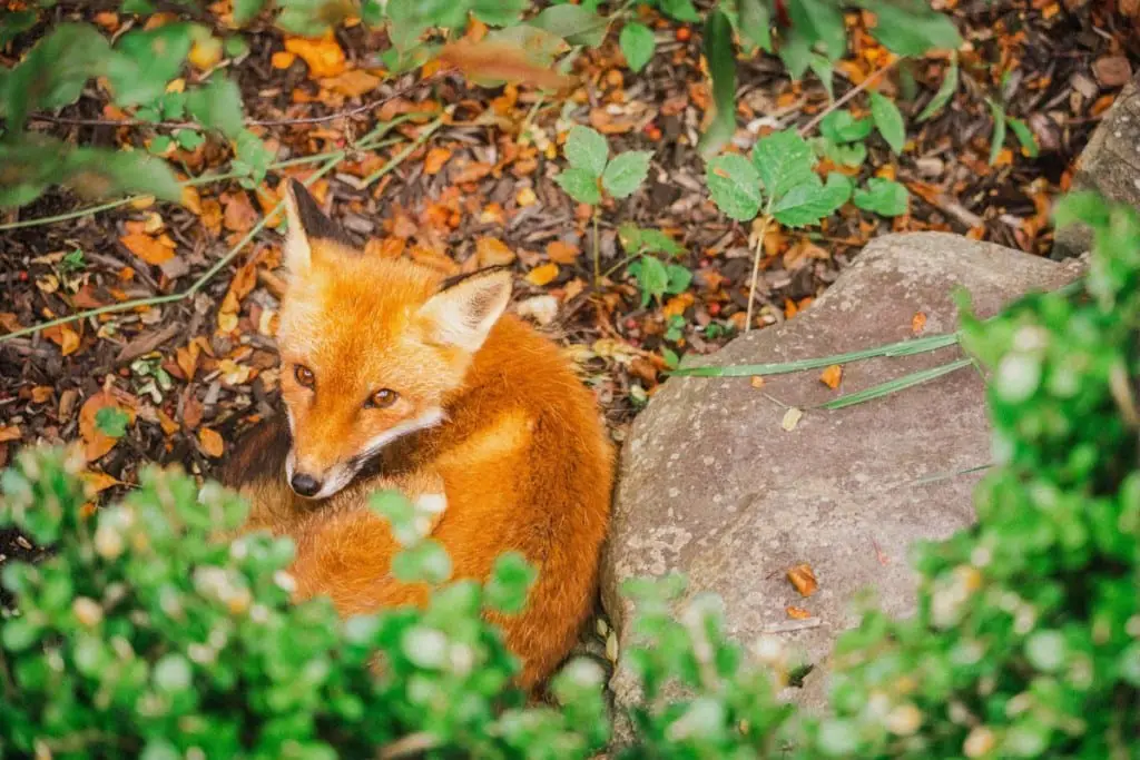 10 Places Foxes Call Home | Where Do Foxes Live? - All Things Foxes
