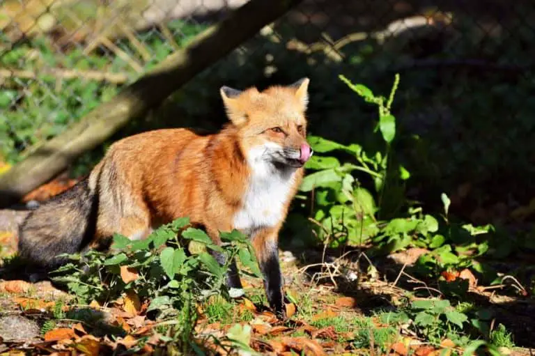 11 Foxes With Their Tongues Out | Cute Pictures of Foxes