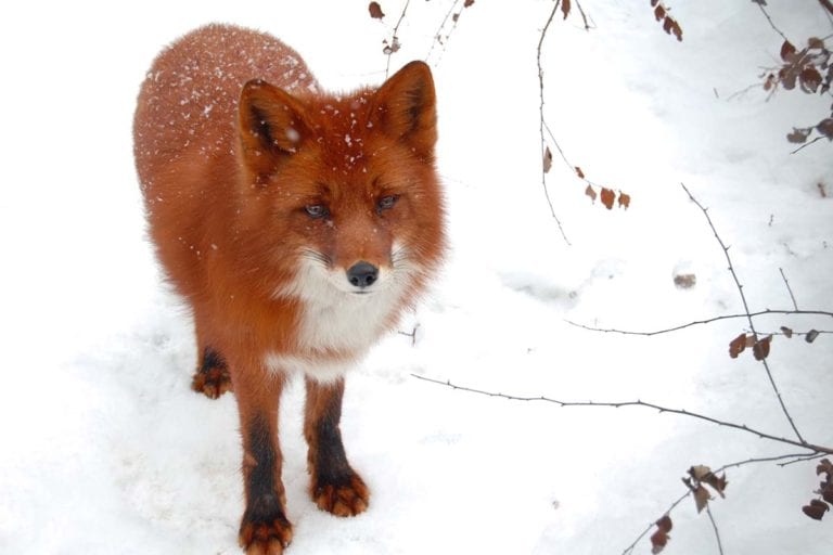 Red Fox Adaptations | How They Survive - How They Survive - All Things ...