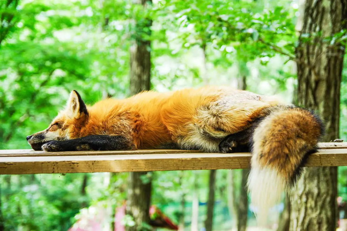 12 Sleeping Foxes That Will Make You Want a Nap