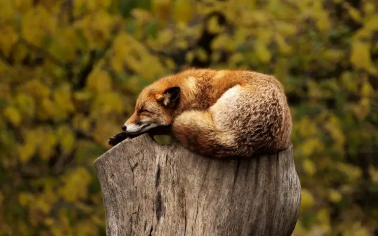12 Sleeping Foxes That Will Make You Want a Nap