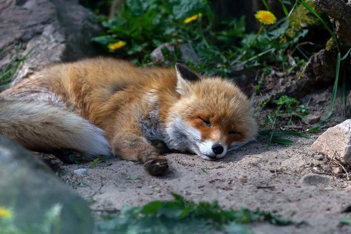 12 Sleeping Foxes That Will Make You Want a Nap