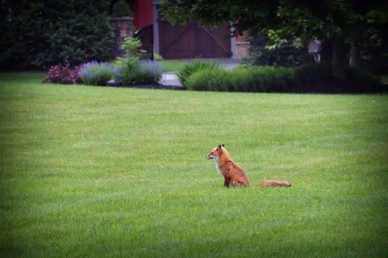 Urban Foxes | Living Among Us - All Things Foxes