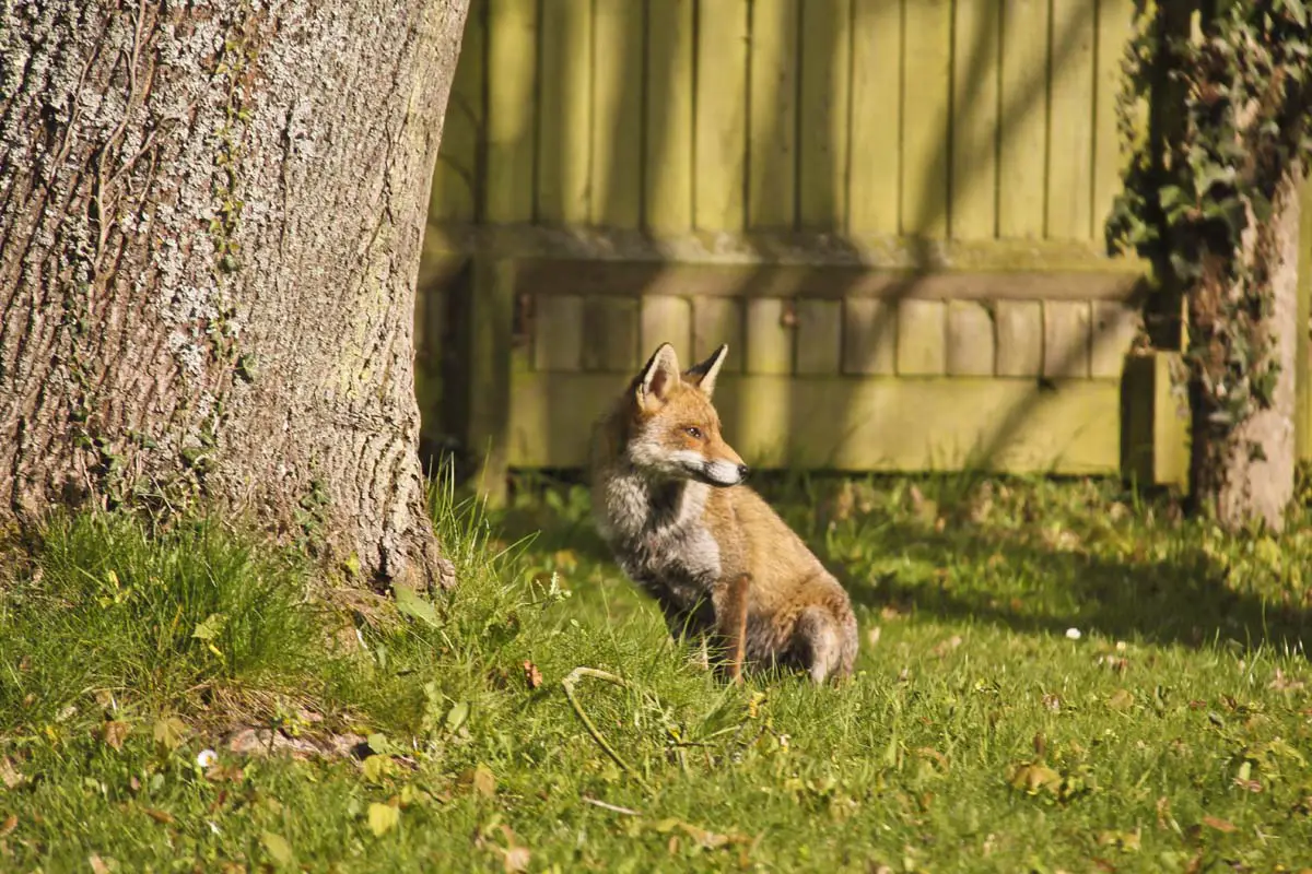 Urban Foxes | Living Among Us - All Things Foxes